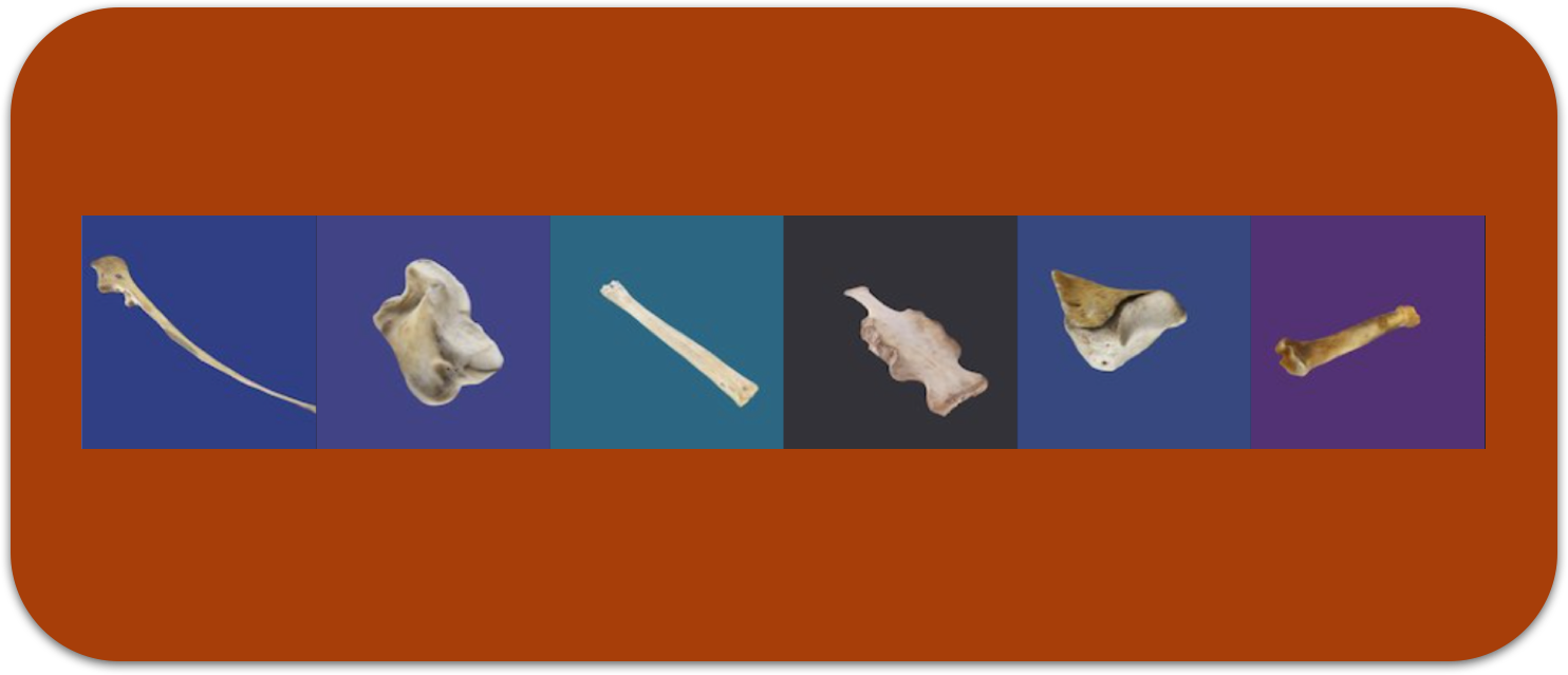 Virtual 3D Animal Bone Models - Plaza of the Columns Complex